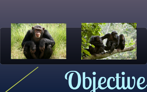 Chimp Talk: Gestures in Primate Communication by Capi Jenkins on Prezi