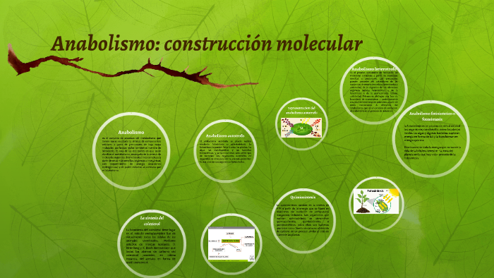 anabolismo: construccion molecular by daniel alejandro gualpa oñate