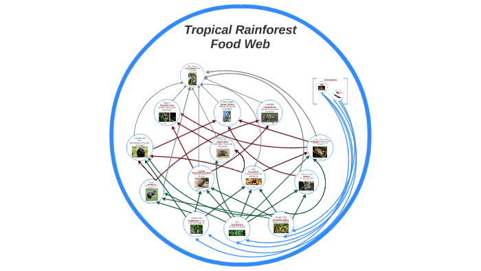 Tropical Rainforest Food Web by Hayden Hill on Prezi