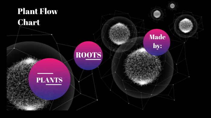 plant flow chart by Liz Davis on Prezi