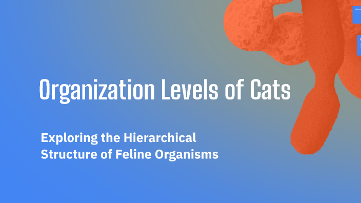 Organization Levels of Cats by Edeline XoloAlmaguer on Prezi
