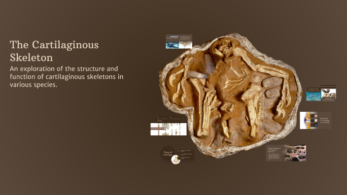 The Cartilaginous Skeleton by Yeinna Luciana RONCAL TORRES on Prezi