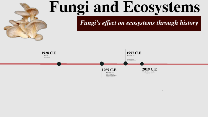 Fungi and Ecosystems by Adrian olof on Prezi