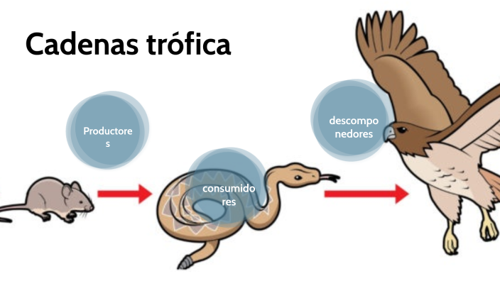 cadena trofica by Alina Mina on Prezi