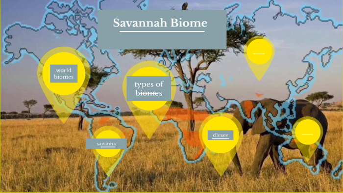 savanna biome presentation by lauren renouf on Prezi