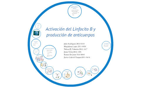 Activación del Linfocito B y producción de anticuerpos by Josué Vélez on Prezi