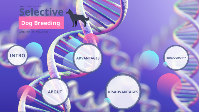 Selective Breeding of Dogs by ASSIA AKHBI on Prezi