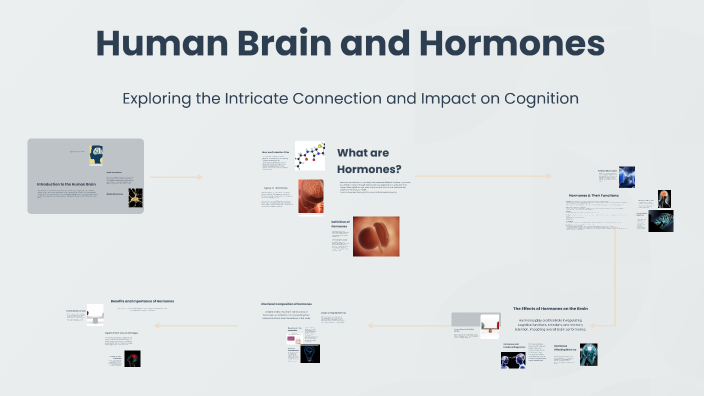The Human Brain and Hormones by Digi Nida on Prezi