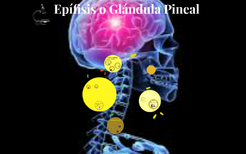 Epífisis o Glándula Pineal by Libni Chuil García on Prezi