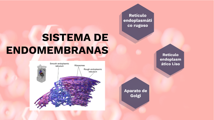 SISTEMA DE ENDOMEMBRANAS by Nadia Padilla