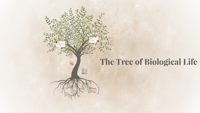 The Biological Tree of Life by Nieme Brooker on Prezi