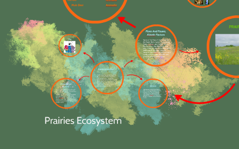Prairies ecosystem by Alexandra Knowles on Prezi