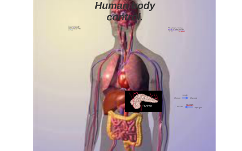 Human body control. by louise ohanlon on Prezi