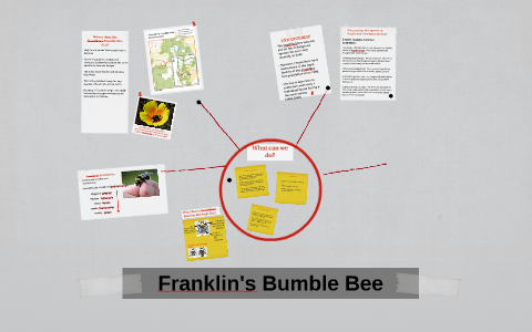 Franklin's Bumble Bee by Abby Niki on Prezi