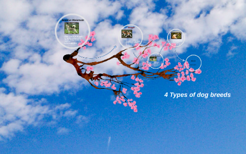 4 Types of dog breeds by Denise Gonzalez