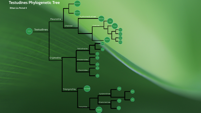 Testudines Phylogenetic Tree by Ethan Liu on Prezi