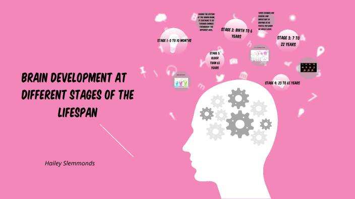 Brain Development at Different Stages of the Lifespan by Hailey ...