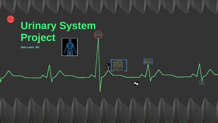 Urinary System Project by Jaila Lewis on Prezi