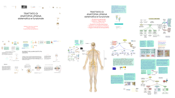 Anatomia Umana By Antonio Caliolo On Prezi