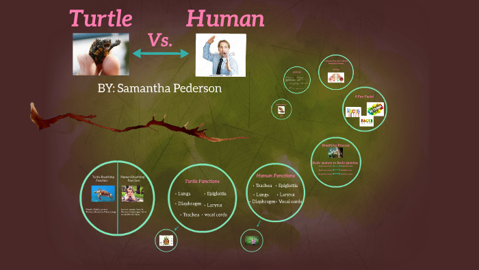 Turtle Vs. Human by samantha pederson on Prezi