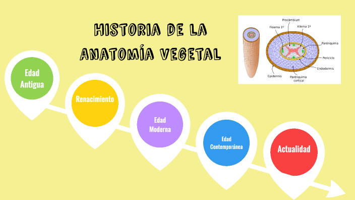 Historia de la Anatomía Vegetal by Veljis Estrada on Prezi