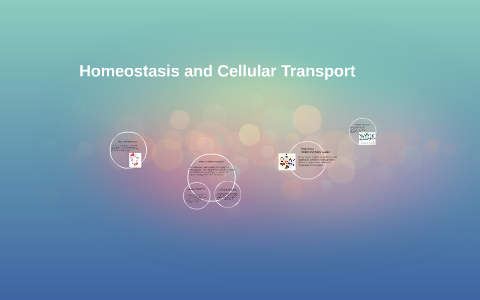 Homeostasis and Cellular Transport by sandy fernandez on Prezi