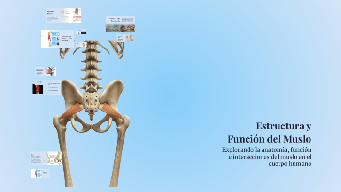 Estructura y Función del Muslo by Ariadna Wennberg Donada on Prezi