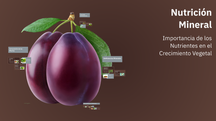 Nutrición Mineral by Sebastian Alfredo Zuber Schachner on Prezi