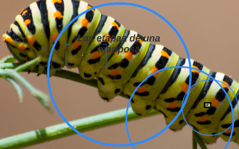 Las etapas de una mariposa by valeria yazaira on Prezi