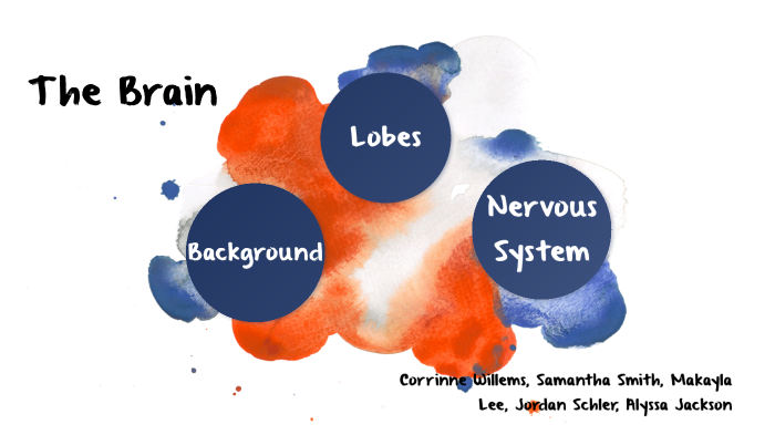 The Brain by Corrinne Willems on Prezi