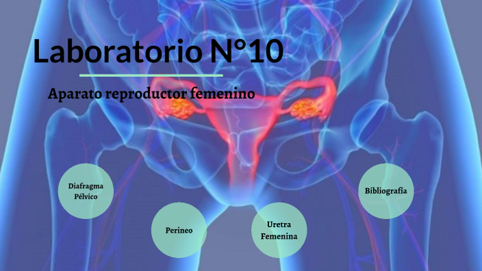 Aparato reproductor femenino by Keiry Gonzalez on Prezi