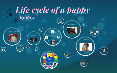 Life cycle of a dog by kaye amores on Prezi