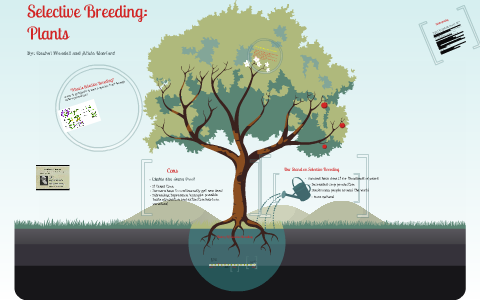Selective Breeding: Plants by Alicia Monforti on Prezi
