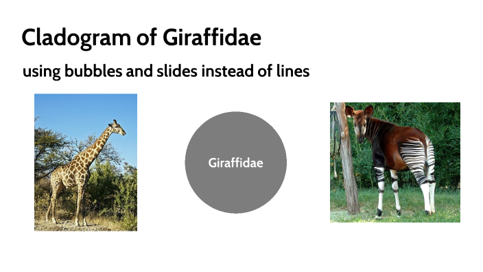 Cladogram of Giraffidae by lilly storm on Prezi