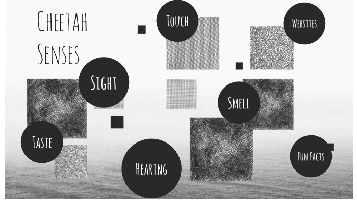 All About The Cheetahs Five Senses by Amarin Oshiro on Prezi