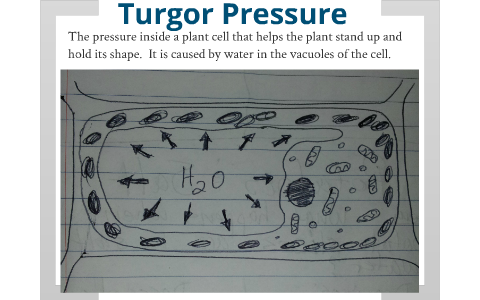 Turgor Pressure by J. Keith Cummings on Prezi