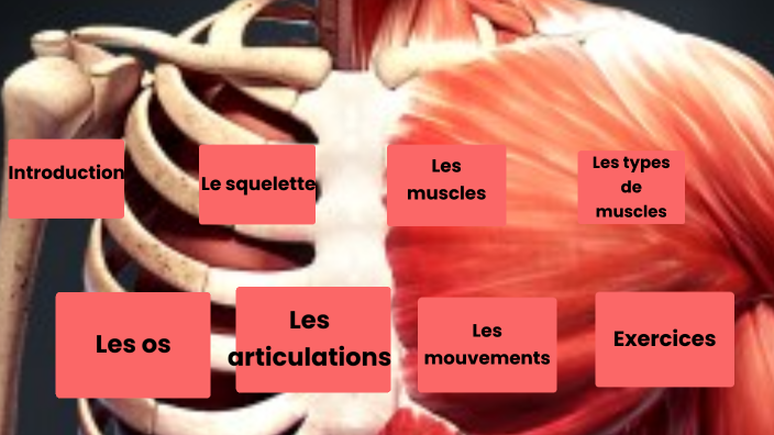 Le système musculosquelettique p.253 à 259 by Hakima Kechid on Prezi