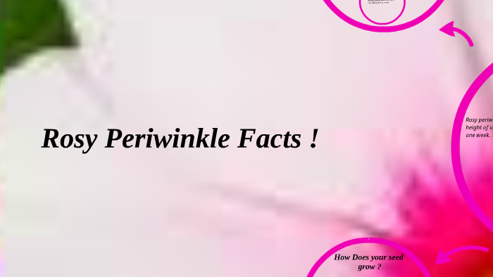 The life cycle of periwinkle begins with seeds, which requir by mariam ...