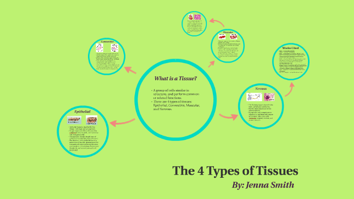 The 4 Types of Tissues by Jenna Smith on Prezi