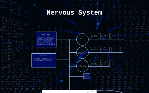 Nervous System by Lacey Wisdom on Prezi