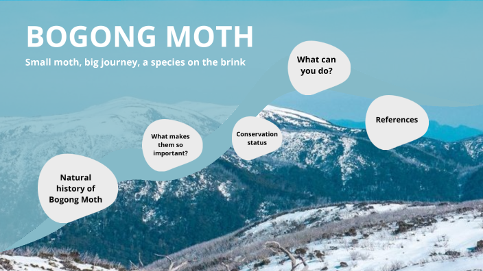 BOGONG MOTH Small moth, big journey, a species on the brink by Annie ...