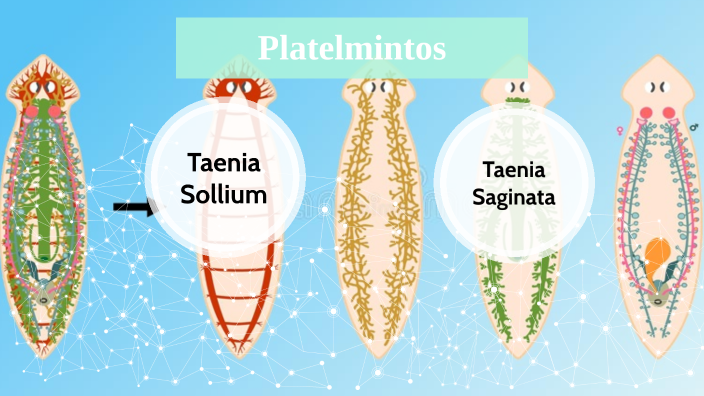 Platelmintos by Prezzy Estudio on Prezi