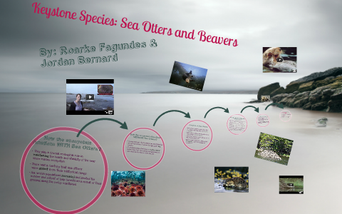 Keystone Species: Sea Otters and Beavers by Roarke Fagundes on Prezi
