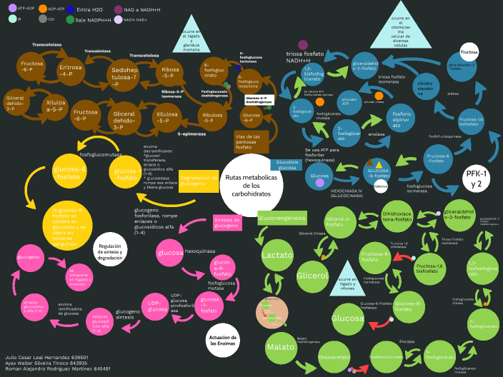 rutas metabólicas de los carbohidratos by Rom n Alejandro Rodr guez Mart nez on Prezi