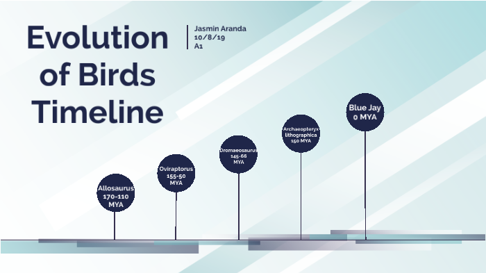 Evolution of Birds Timeline by Jasmin Aranda on Prezi