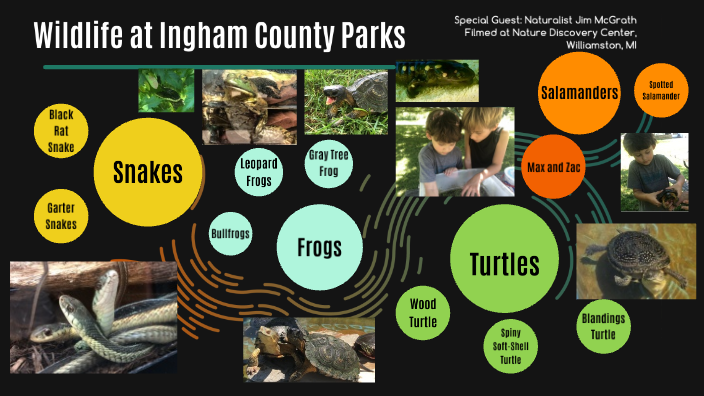 Wildlife at Ingham County Parks by Megan Allen on Prezi