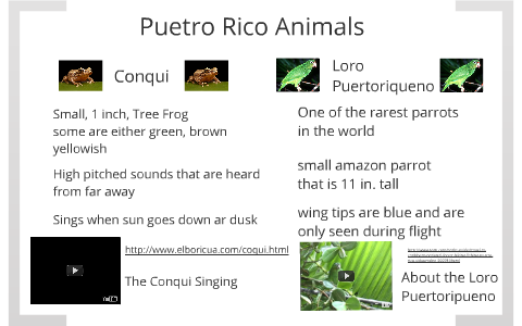 Puerto Rican Animals by Amanda Safar on Prezi