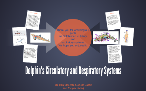 Dolphin's Circulatory and Respiratory Systems by Tilly Deacon on Prezi