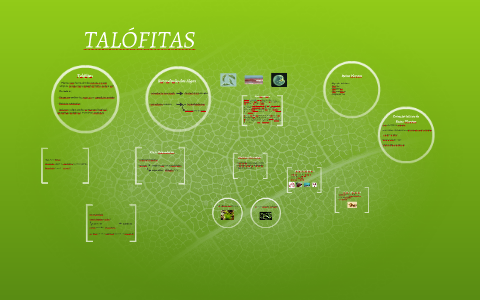 TALÓFITAS by Eloíze Pedrosa