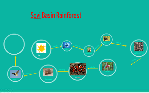 Sovi Basin Rainforest by Nea Sorvisto on Prezi
